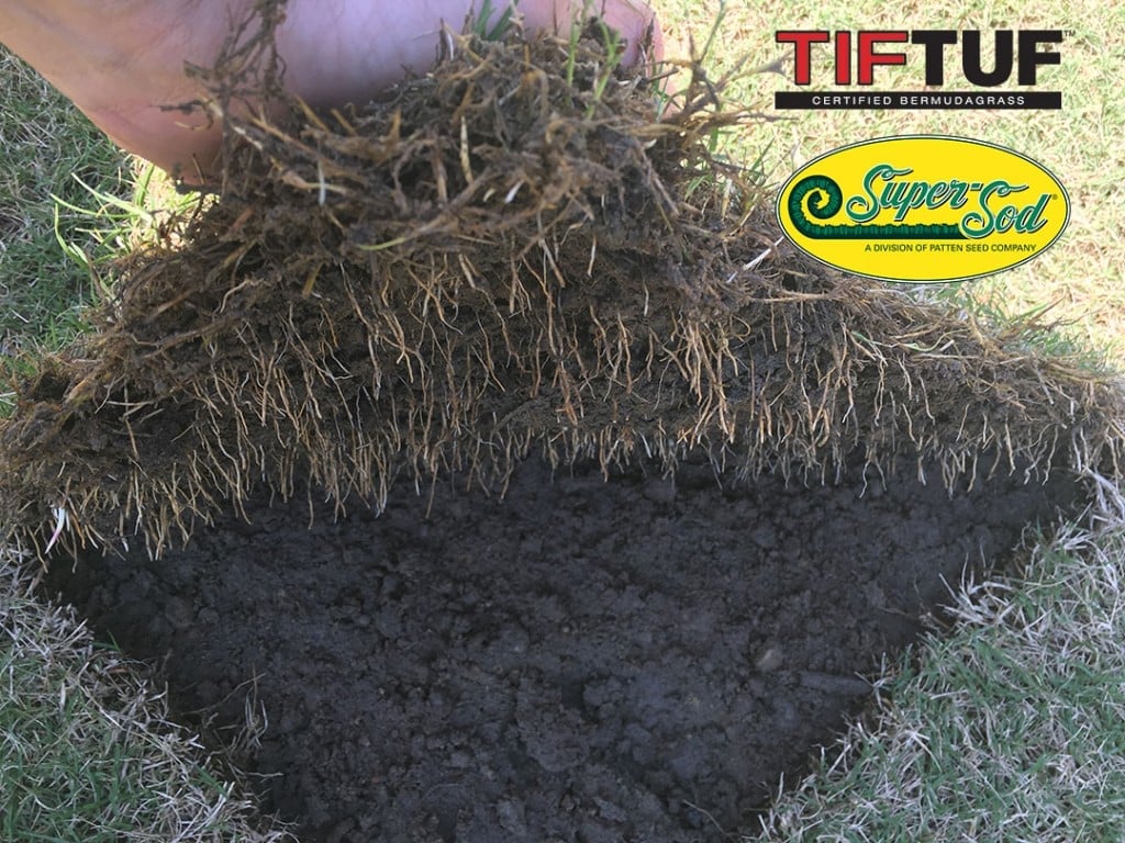 TifTuf Bermuda Roots | Sod Laying